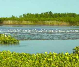 Wildlife Thrives in Restored Chicago Wetlands - Good News Network