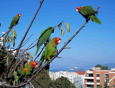 Famed Wild Parrots of San Francisco Get City's Protection (Video ...