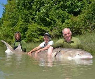 Endangered Sturgeon–A Fish Once So Popular a King Declared Them ‘Royal ...