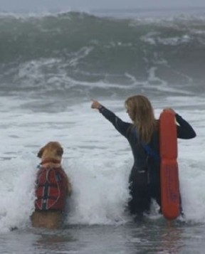 Italian Dogs Trained as Lifeguards Save 20 Lives Every Year – With New ...