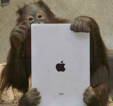 Orangutans Use iPads to Communicate and Have Fun at Zoos Around the US ...