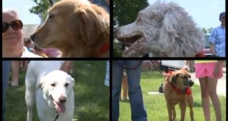 Newtown Families Thank Therapy Dogs that Comforted Them - Good News Network