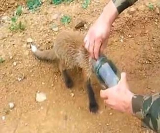 Watch These People Jumping to the Rescue of Animals - Good News Network