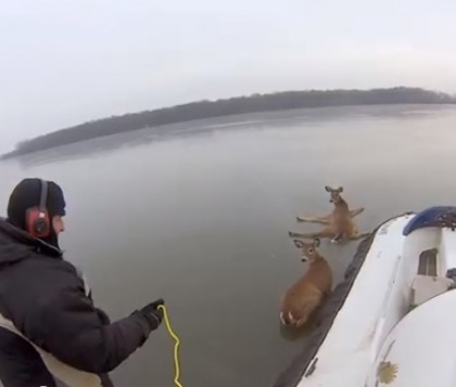 Deer Trapped on Icy Lake Rescued With Brilliant Maneuver - Good News ...