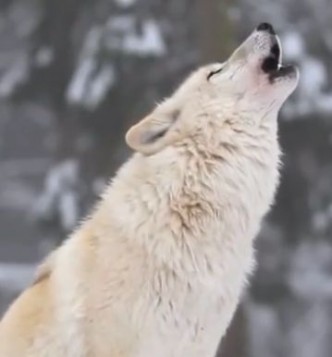 How Wolves Have Changed Yellowstone's Rivers - Good News Network