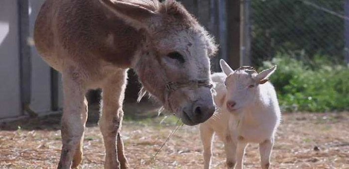 Rekindled Friendship With Donkey Saves Goat from Depression - Good News ...