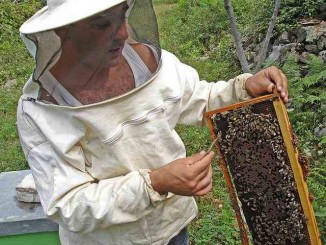 State Will Pay You to Take Up Beekeeping - Good News Network