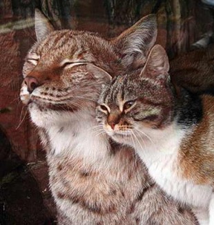 Lynx and Stray Cat Fall in Love - Good News Network