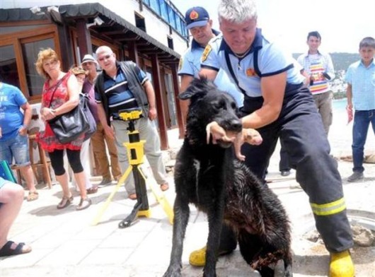 Rescue Workers in Turkey Help Dog Rescue her Pups - Good News Network