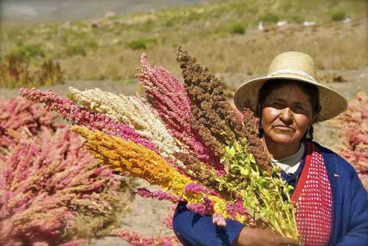 Quinoa Boom Benefits Bolivian Farmers - Good News Network