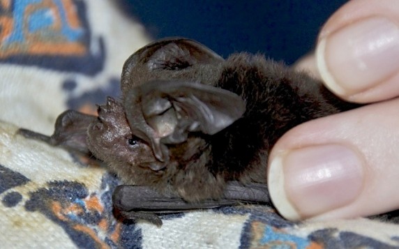 ‘Lost’ Bat Species Rediscovered After 120 Years in the Wilderness ...