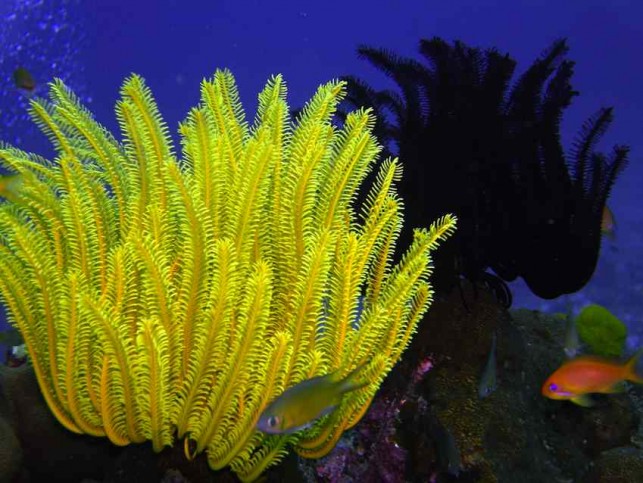 Scotland Protects Seas and Reefs - Good News Network