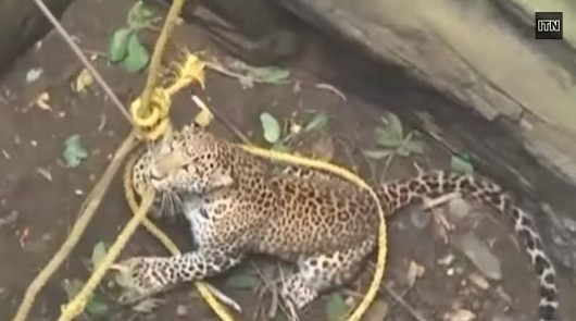 How to Rescue a Wild Leopard From a Well Without Injury - Good News Network