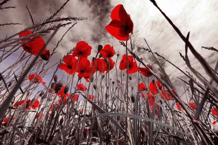Photo of the Day - Thousands of Poppies Bloom to Mark WWI - Good News ...