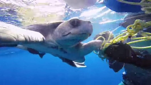 Diver Saves Turtle From Fishing Tangle, is Repaid With Affection - Good ...