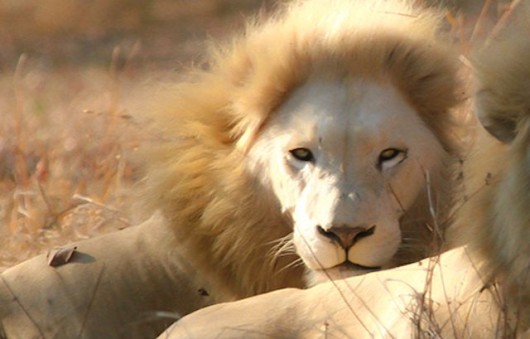 Transforming Lion Killers into 'Lion Guardians' in Africa - Good News ...