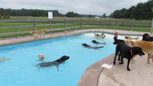 Before City Pool Closes for the Year, They Let All the Dogs Go for Swim ...
