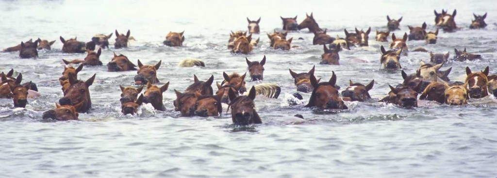 Photo of the Day - Annual Chincoteague Island Pony Swim - Good News Network