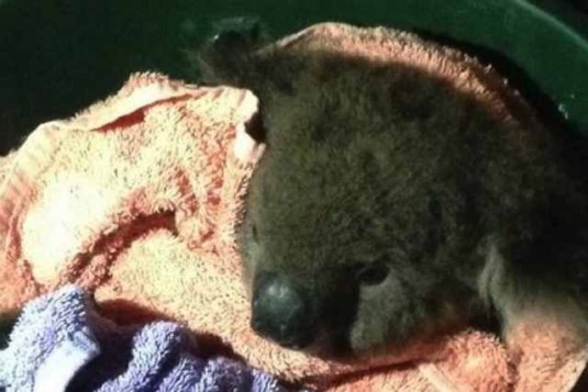 Koala Hit by Car is Rescued and Given Mouth-to-mouth and CPR - Good ...