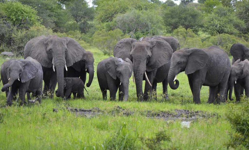 Not a Single Elephant Poached in 3 Years for Revamped Chad Park - Good ...
