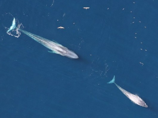 Increased Sightings of the Two Largest Whale Species Decimated By ...