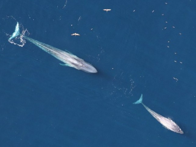 Increased Sightings of the Two Largest Whale Species Decimated By ...