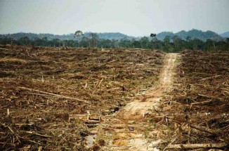World's Five Biggest Palm Oil Growers Agree To Moratorium on ...