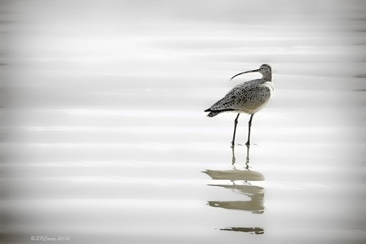 Good News for U.S. Bird Species - Good News Network