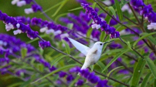 How Hummingbirds Evolved With Odd Taste for Sugar - Good News Network
