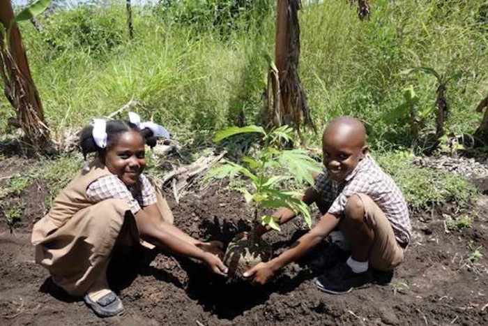 50,000 Food-Bearing Trees Planted To Fight Caribbean Hunger - Good News ...