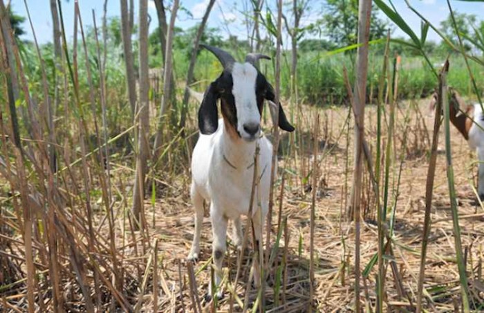 In East Coast Marshes, Goats Take On a Notorious Invader - Good News ...