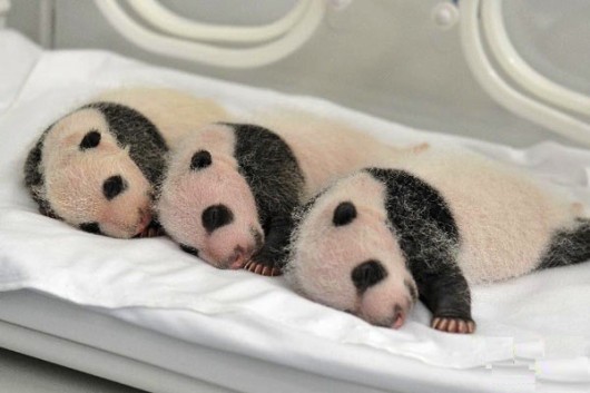 World’s First Surviving Panda Triplets Thrive in China - Good News Network
