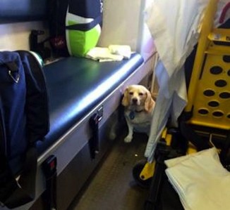 Dog Hitches 20 Mile Ride on Side of Ambulance to Stay With Owner - Good ...