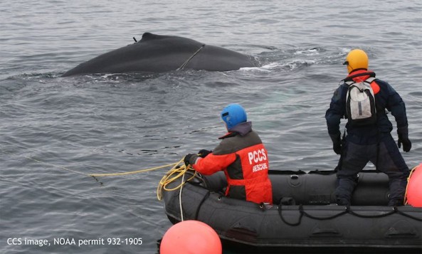First Team to Ever Rescue a Whale Now Frees Species Worldwide 30 Years ...