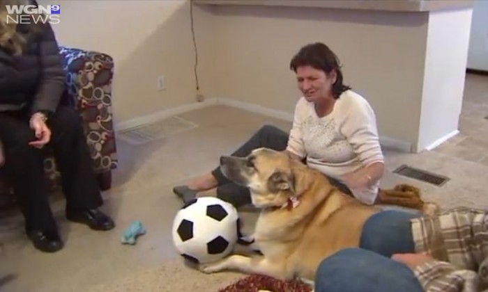 Homeless Woman Gets New Home, Reunites with Dogs After Outpouring of ...