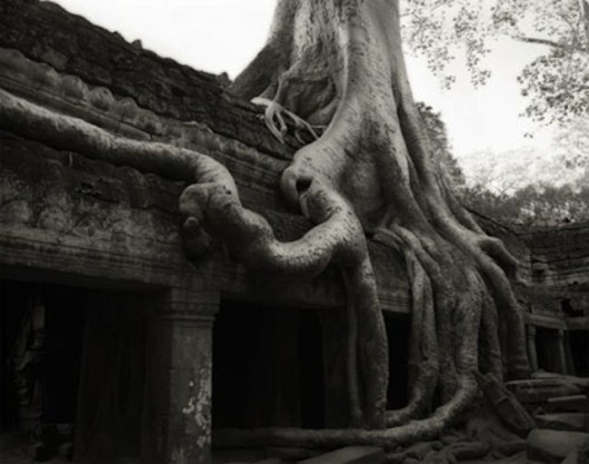 Ancient Trees: Woman Spends 14 Years Photographing Earth's Oldest Trees ...