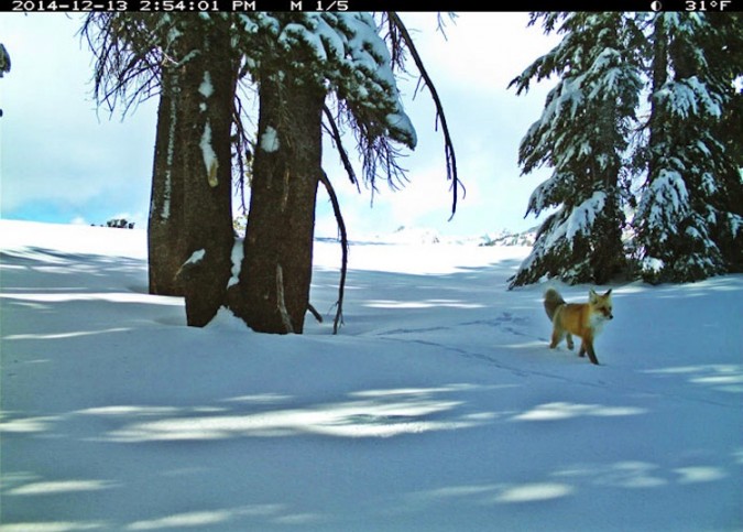 100-Year Return of Rare Sierra Nevada Red Fox to Yosemite Nat'l Park ...