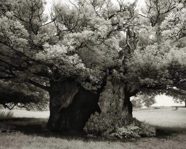 Ancient Trees: Woman Spends 14 Years Photographing Earth's Oldest Trees ...