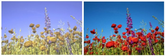 New Glasses Help the Color-blind to See Greens, Reds for the First Time ...