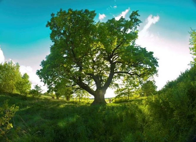 Mighty Oak in Midst of Soccer Field Named Best European Tree - Good ...