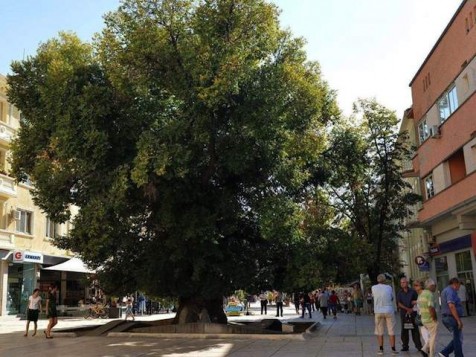 Mighty Oak in Midst of Soccer Field Named Best European Tree - Good ...