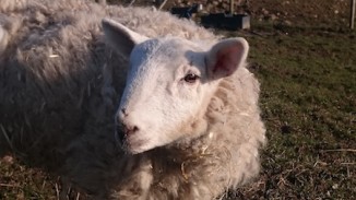 Dying Sheep Rescued in a Field: Juliet’s Recovery is Un-baaa-lievable!