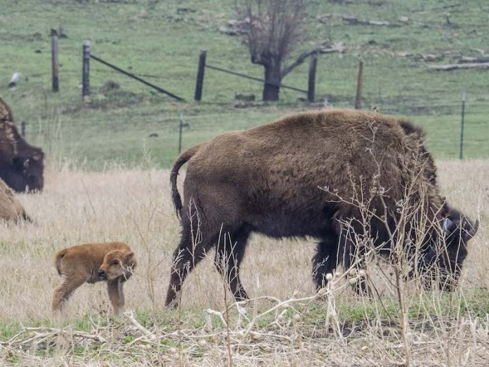 New Baby Bison: First One Born in Nearly Two Centuries in Eastern US ...