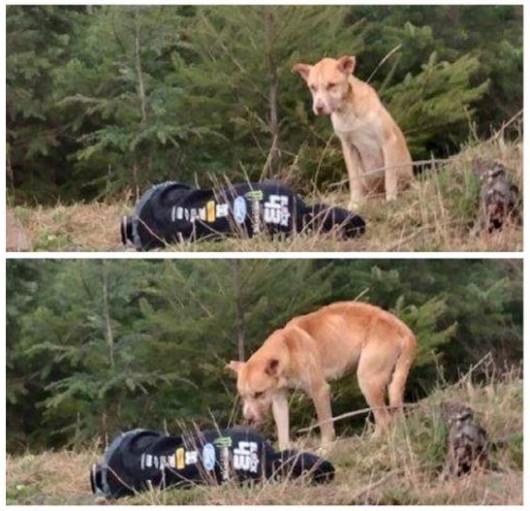 Woman Feigns Injury to Rescue Scared, Starving Dog - Good News Network