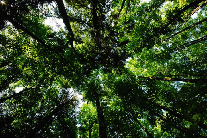 Ecuador Breaks World Record for Planting Most Tree Species in 8 Hours ...