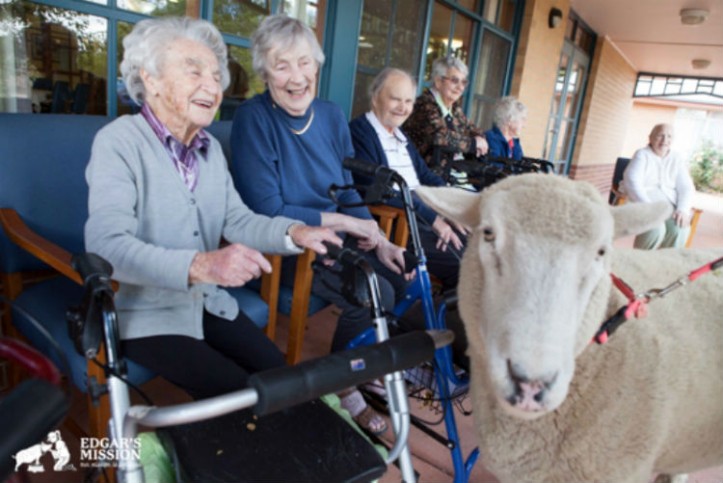 Seniors Get a Lift When Farm Animals Come to Visit