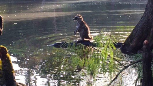 Photo of a Lifetime: Man Snaps Gator-Surfing Raccoon in Florida River