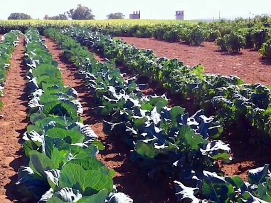 Inmates Grow Along With the Gardens They Tend Behind Bars