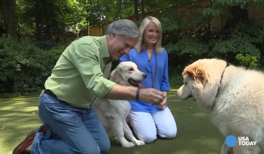 36 Golden Retrievers Fly to U.S. for Largest International Dog Rescue Ever
