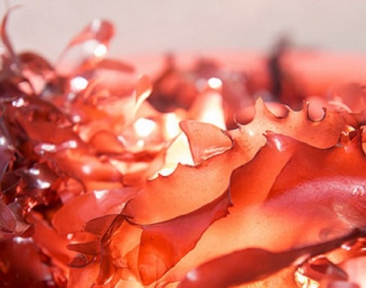 You Have To Sea It to Believe It: Bacon Made From Ocean Superfood Plant